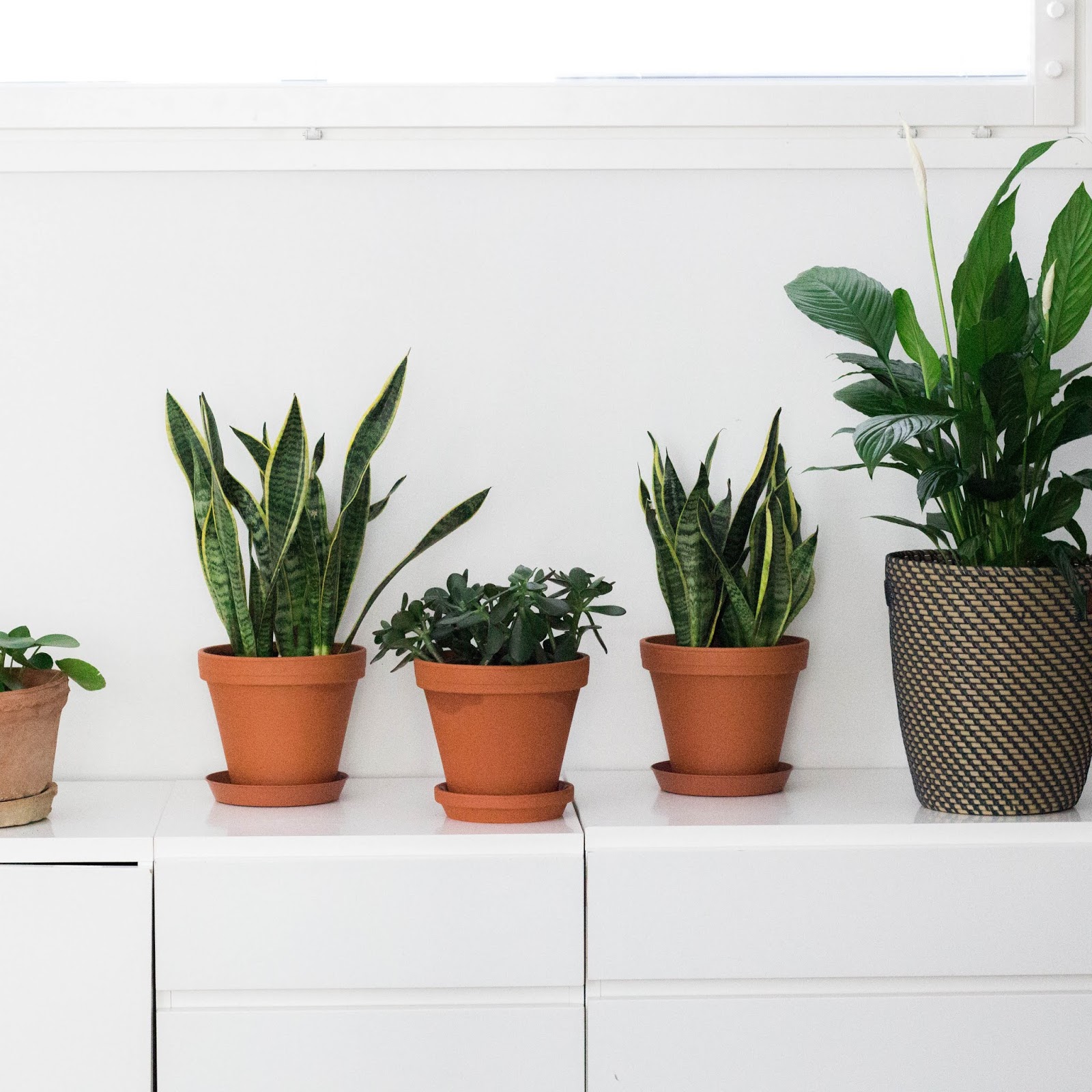 Sisäilmaa puhdistavat ja helppohoitoiset viherkasvit - Kutsu vapauteen