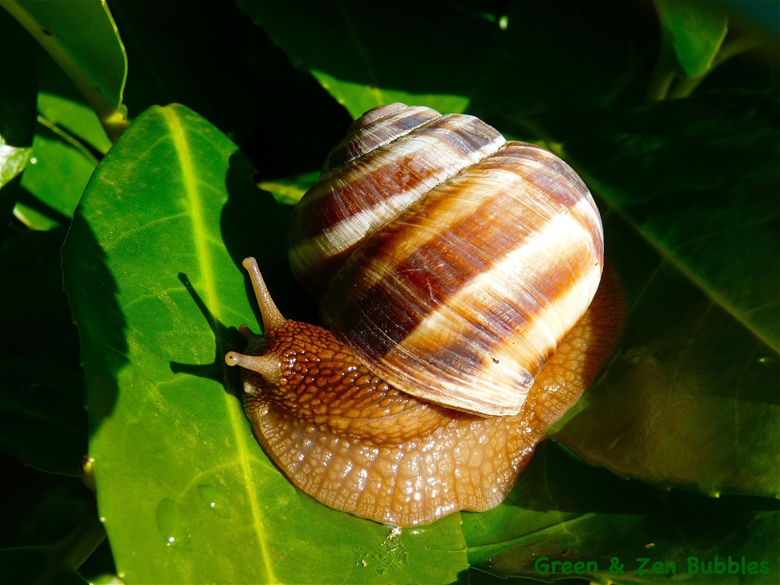 Green & Zen Bubbles: Escargot Margot
