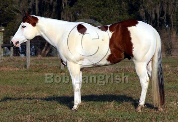 Ionicin blogi: Väriteoriaa: lehmänkirjavat – tovero