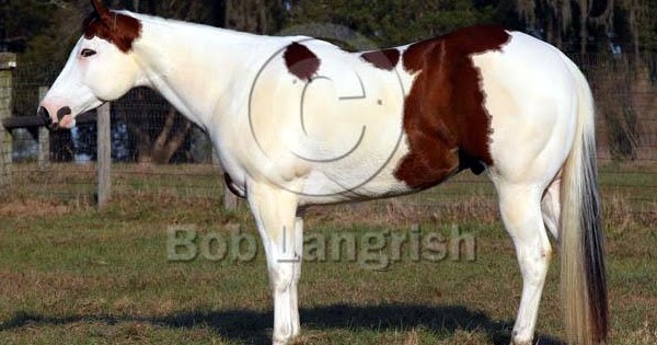 Ionicin blogi: Väriteoriaa: lehmänkirjavat – tovero