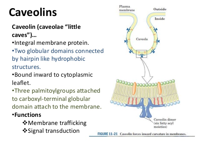 EXAMS AND ME : Caveolin