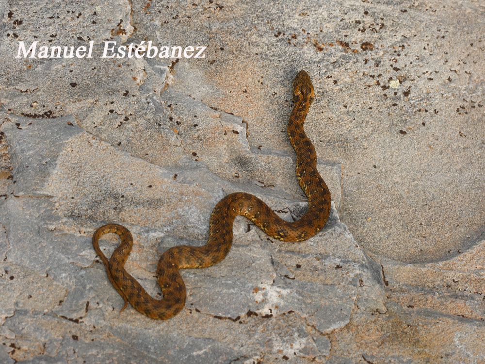 Miradas Cantábricas: Culebra viperina (Natrix Maura)