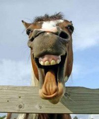 Cavalli di Razza: Il Cavallo che ride vi ha portato proprio bene!!!