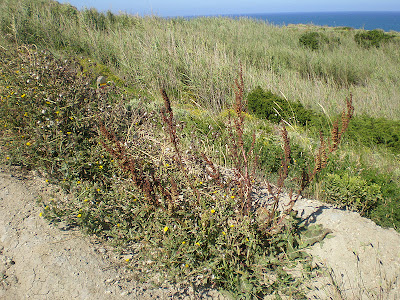 Plantas e Flores do Areal: Reseda Luteola L.