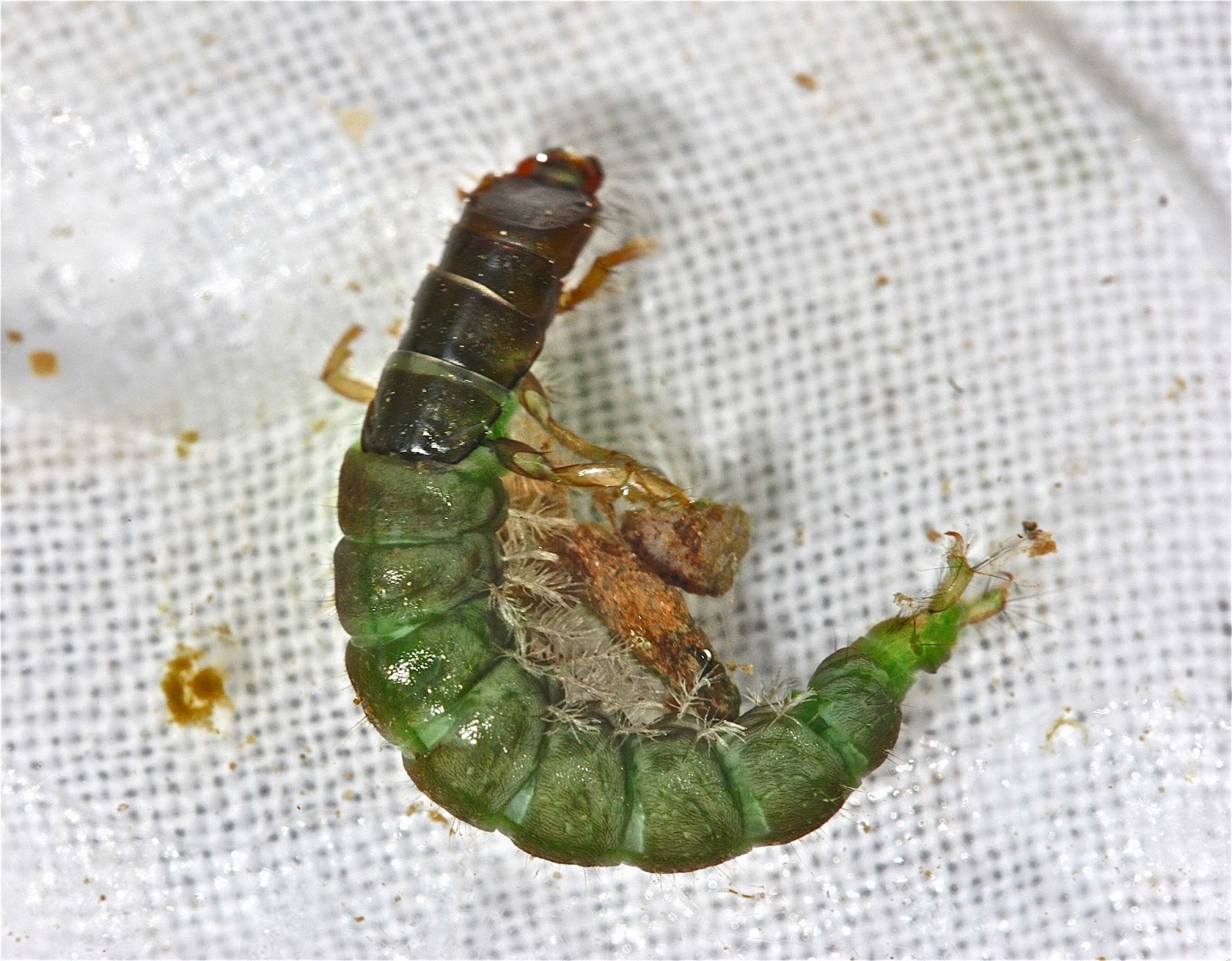 Aquatic Insects of Central Virginia: Macrostemum carolina: no doubt ...