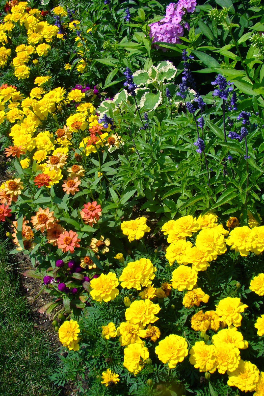 Its All About the (annual) Flowers