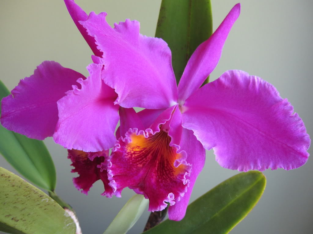 Orquideologas : Orchidaceae