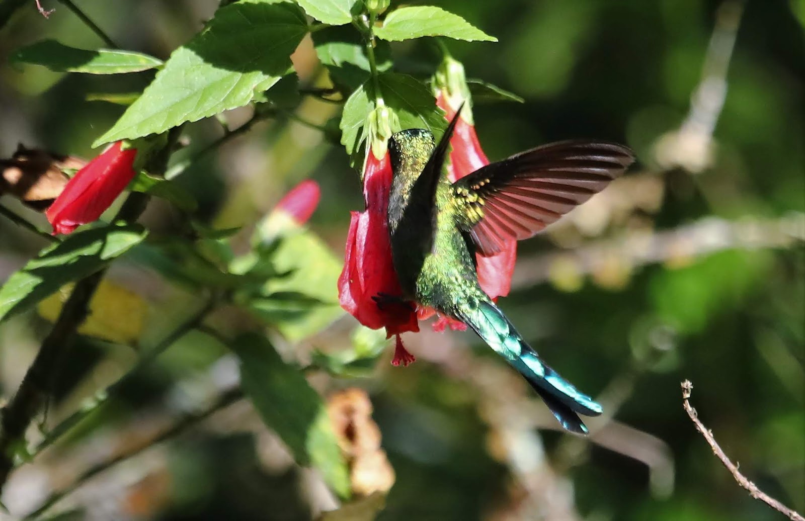 Instantes alados Perú y Ecuador 2018: colibrí verde de cola larga