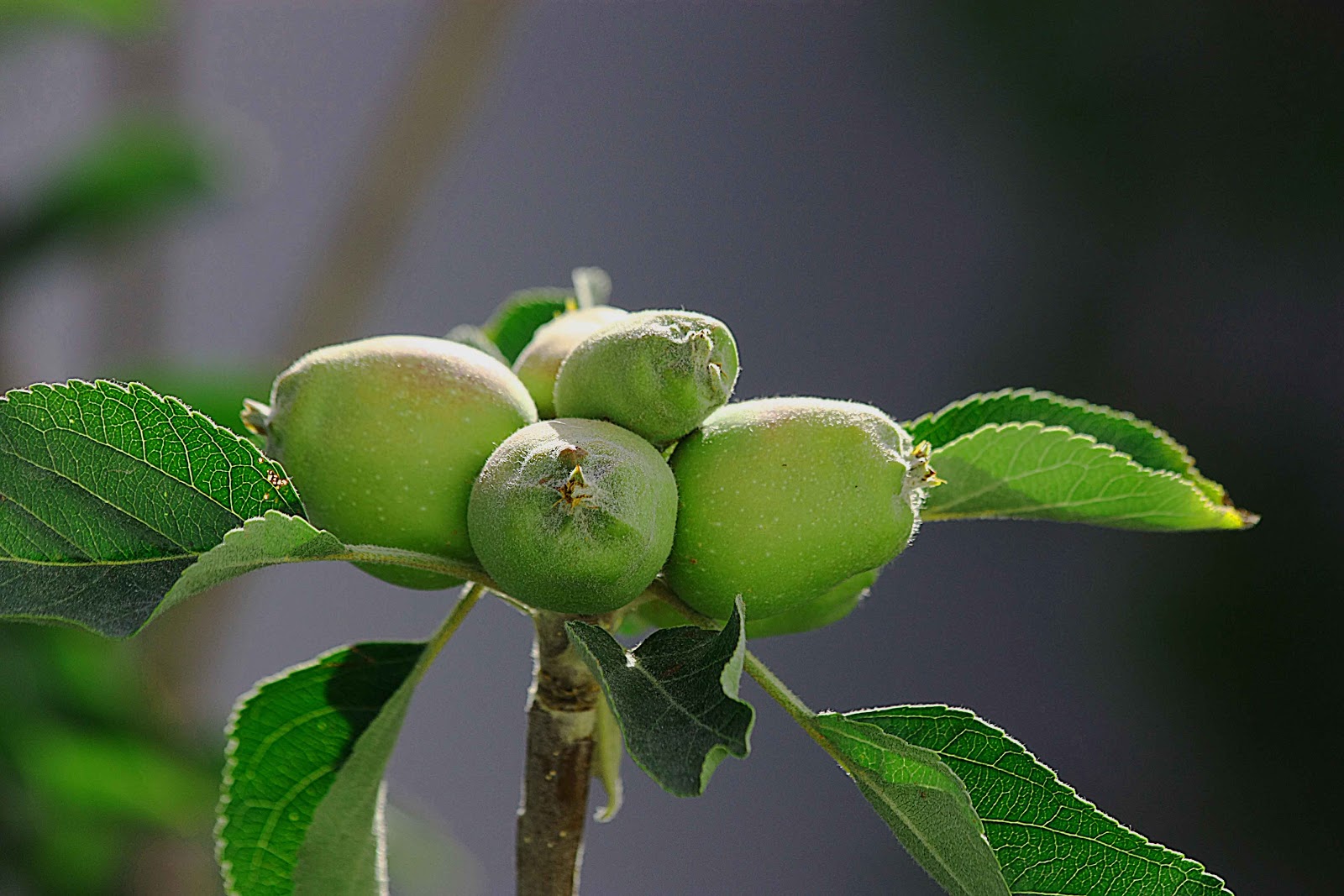 fotosmacro.blogspot.com: Macro Manzanas
