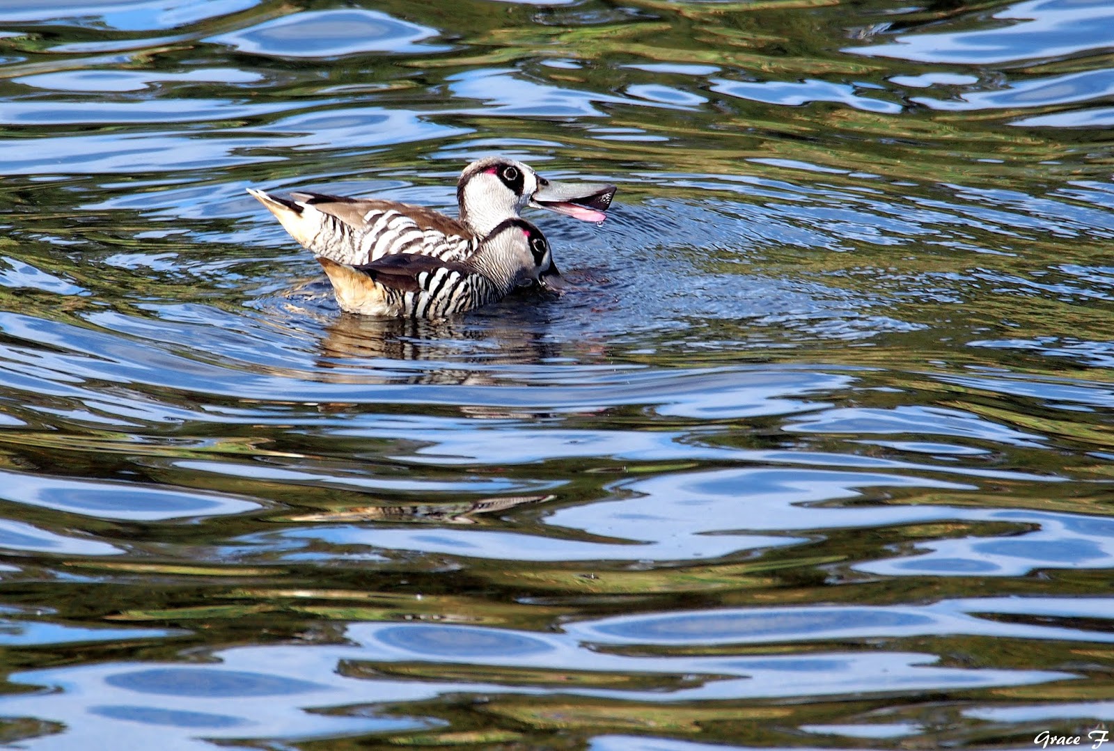 Perth Daily Photo : Pink-eared zebra duck..