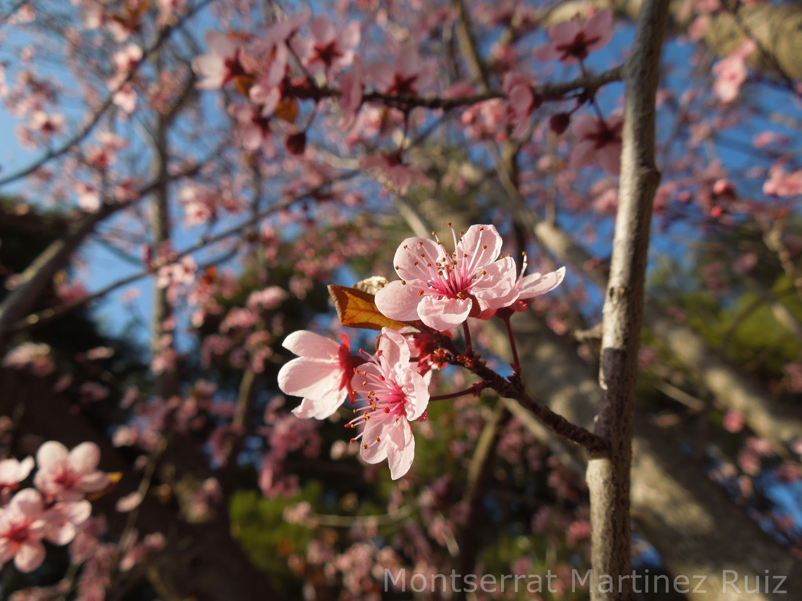 CIRUELOS en flor - BOTÀNIC SERRAT