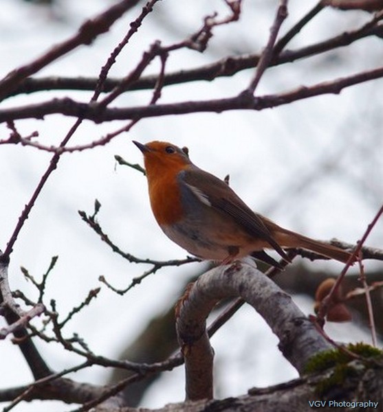 Vall Fosca and Peques: EL PIT ROIG ( petirojo ): COMPI DE EXCURSIONES