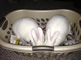 The Random Musings of a Busy Bunny Mom: The Toy Box