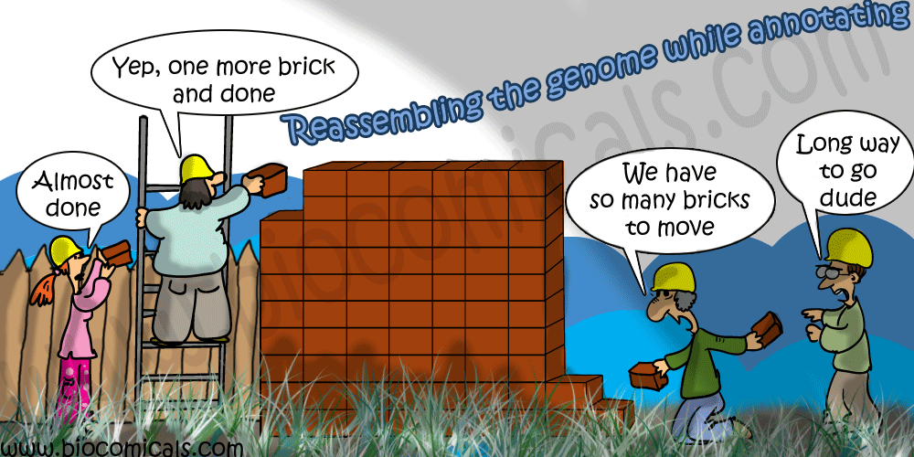 Biocomicals: Reassembling the genome while annotating