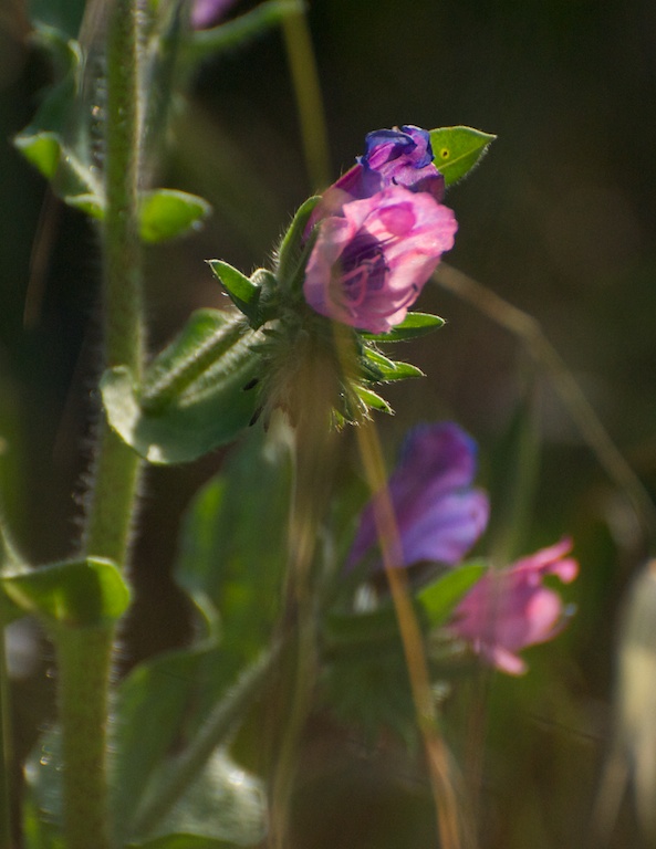 A Wandering Naturalist: Australia: Paterson’s Curse
