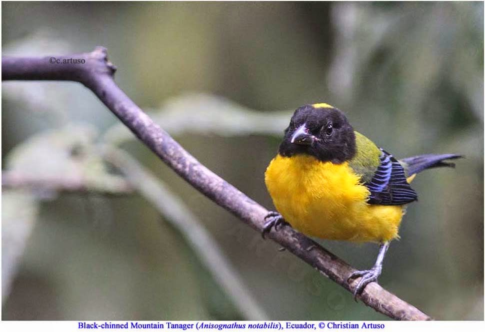 Christian Artuso: Birds, Wildlife: Tanager dreamin’ on such a winter’s day!