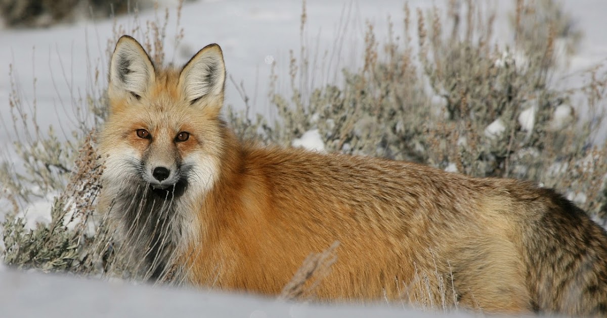 È Tempo di Magia: Volpe come Animale di Potere