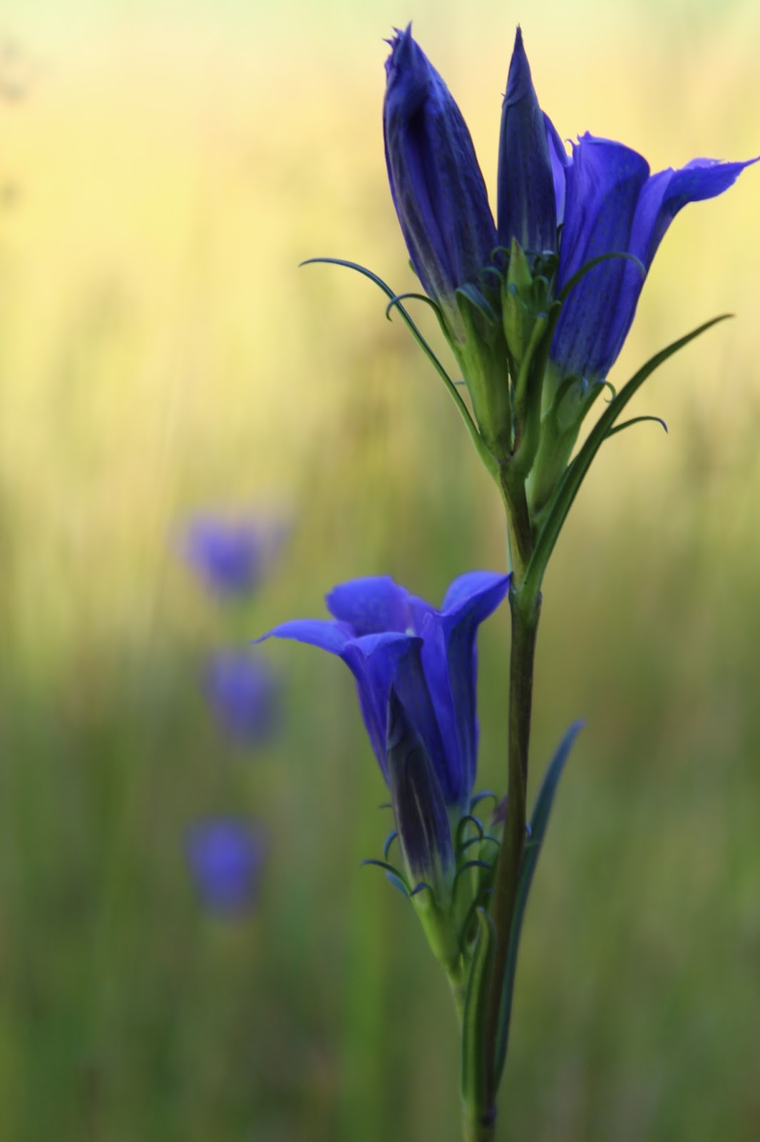 Der Blumenwanderer: der Lungen-Enzian