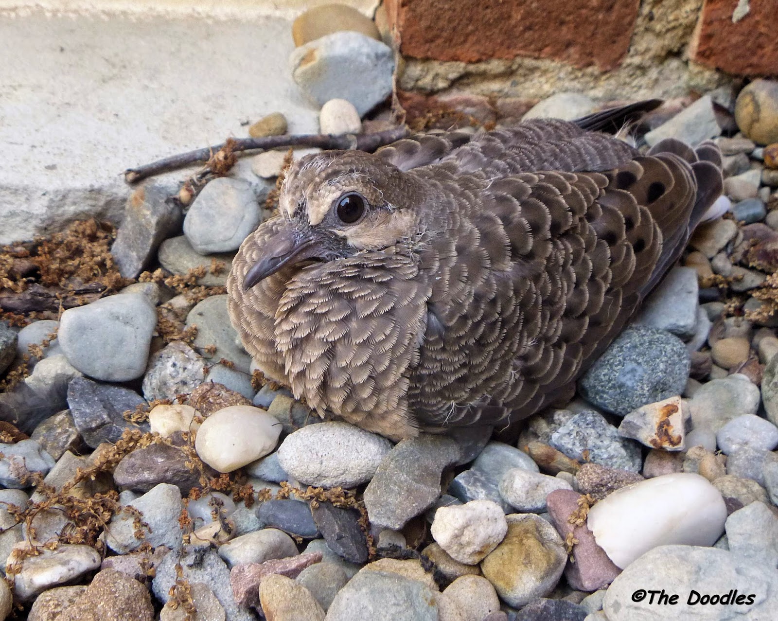 Birds from Behind : Lots of Begetting Around Here...