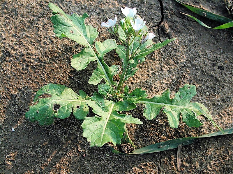 AL FUM DE LA XIMENERA : EL RAVANELL O RABIZA . JARAMAGO.