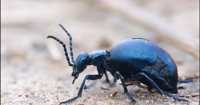 Uģa Piterāna dabas foto blogs: Eļļas vabole un retums