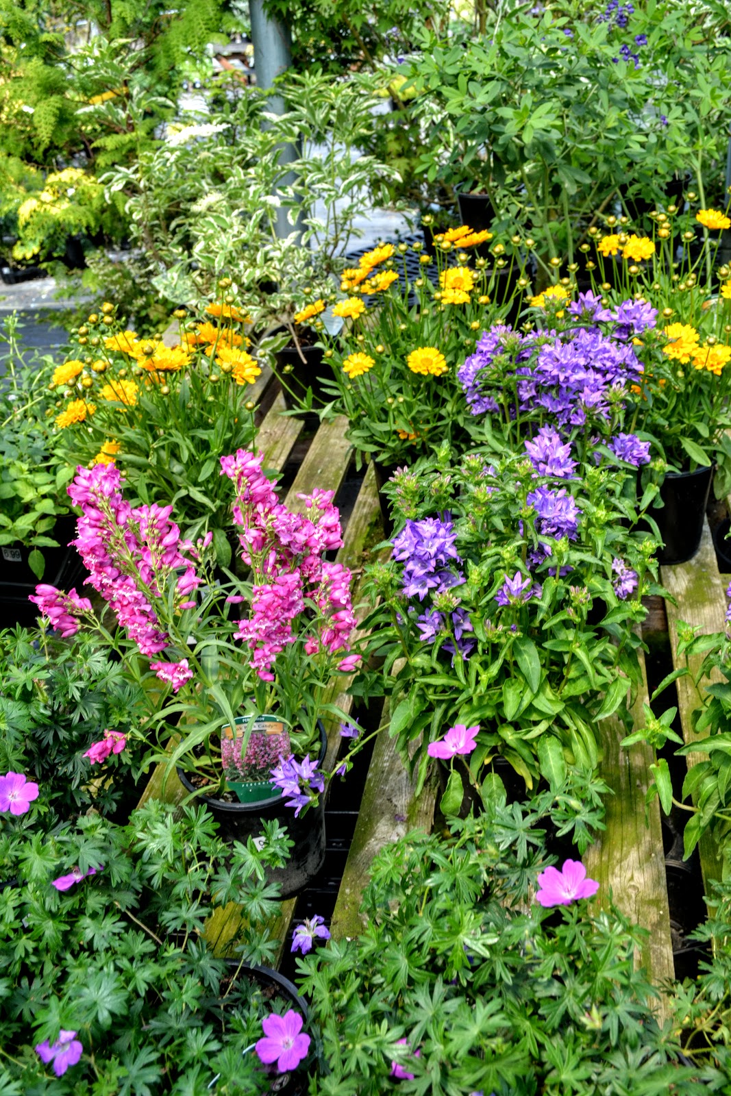 The Outlaw Gardener: Willow Tree Gardens and Interiors