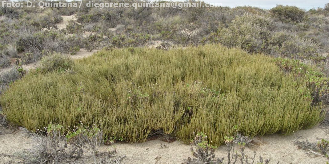 Argentina nativa: Salupe (Ephedra ochreata)