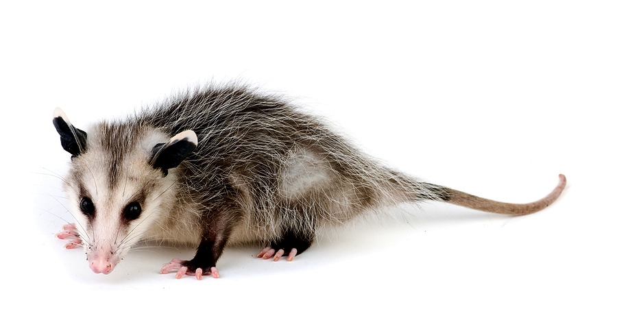 Econcientiza: La Zarigüeya, el único marsupial de Norteamérica