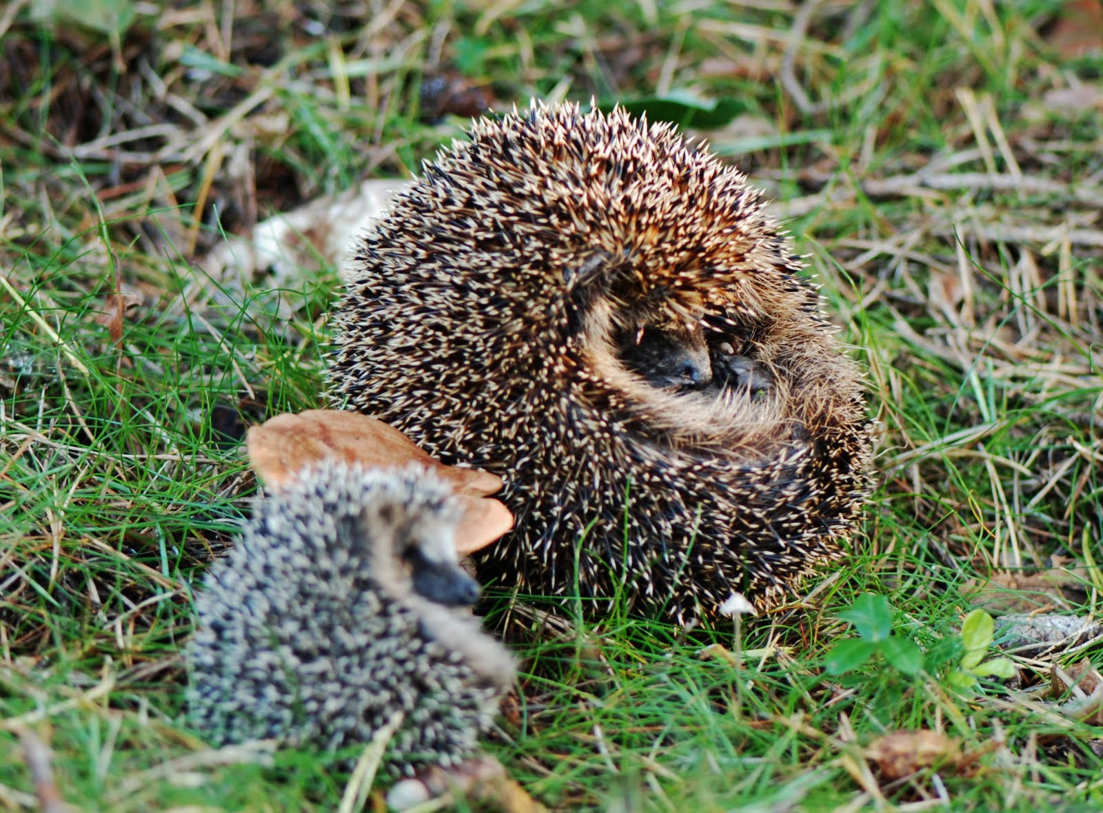 Norsk Zoologisk Forening Sørlandsavdelingen: Piggsvin (Erinaceus europaeus)