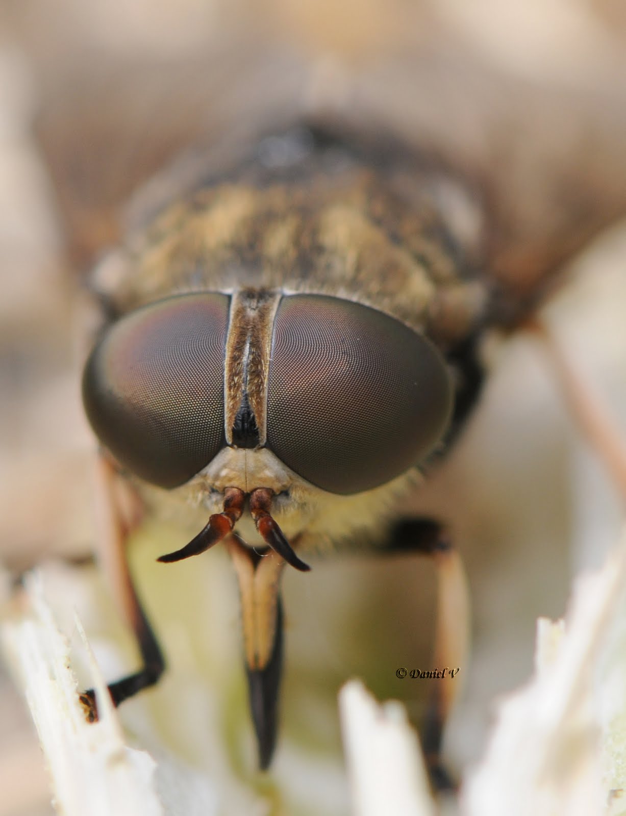 Macrophoto plaisir passion: Tabanides, taons petits et gros