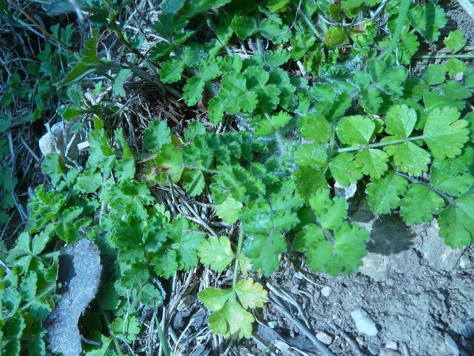 Erbe dei Campi: Pimpinella romana (Famiglia Apiaceae)