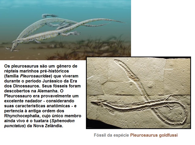 Descoberto fóssil de transição evolucionária de um réptil terrestre ...