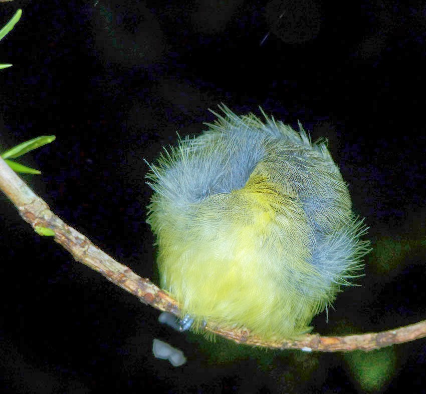 BunyipCo: Sleeping Birds