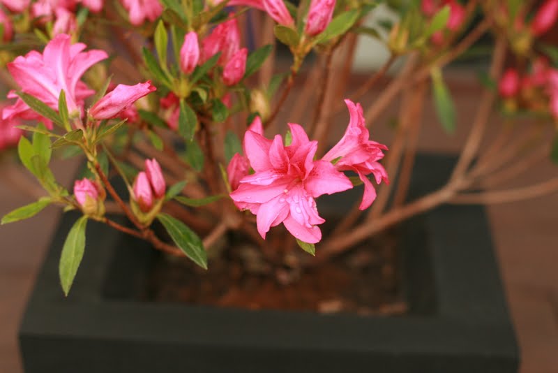 Azalea (Rhododendron) - Pastelurile Naturii