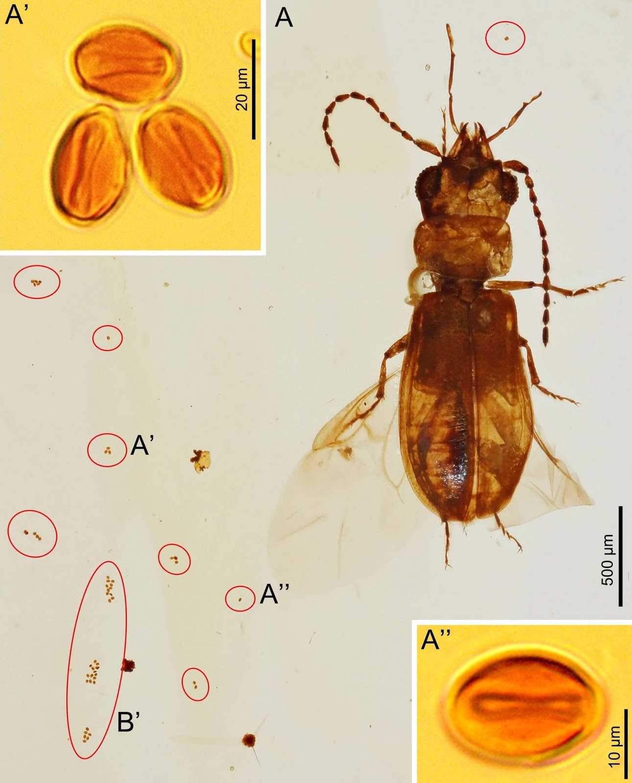 Species New to Science: [Paleontology • 2018] Cretoparacucujus ...