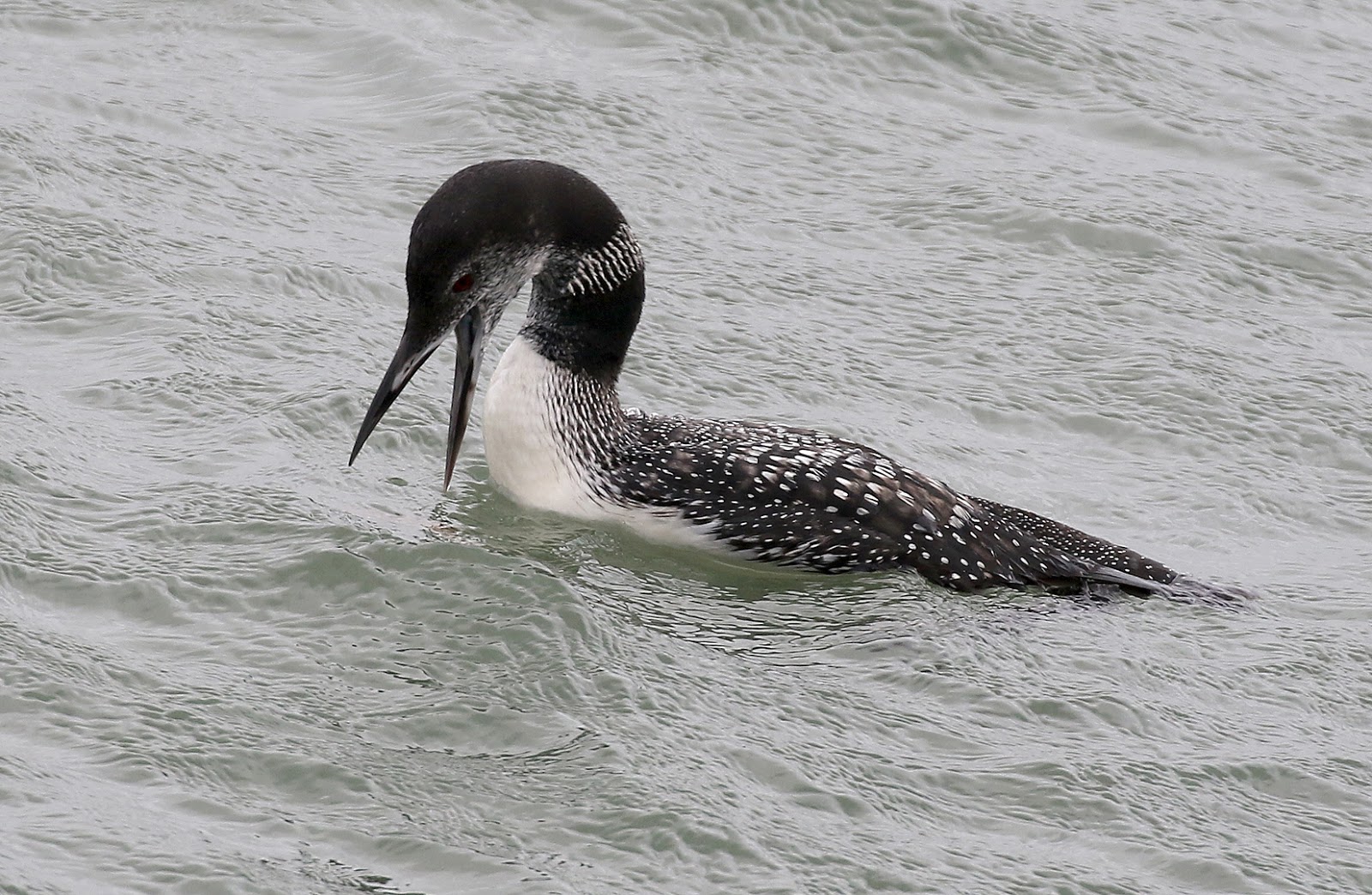 Gower Wildlife: 2017