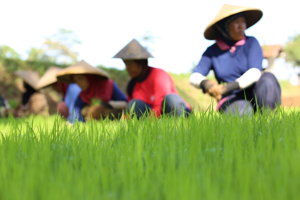 Lebih Mudah dan Praktis, Begini Para Petani Modern Dalam Mengolah Sawahnya