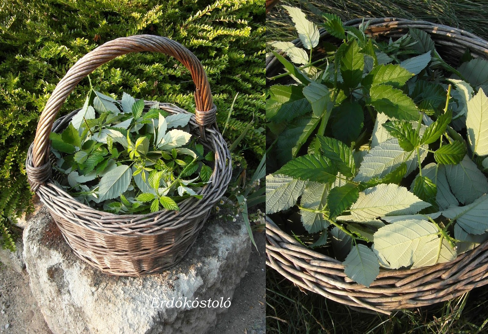 Múltidézés, avagy a planta tea feltámasztása, vagyis szederlevél ...