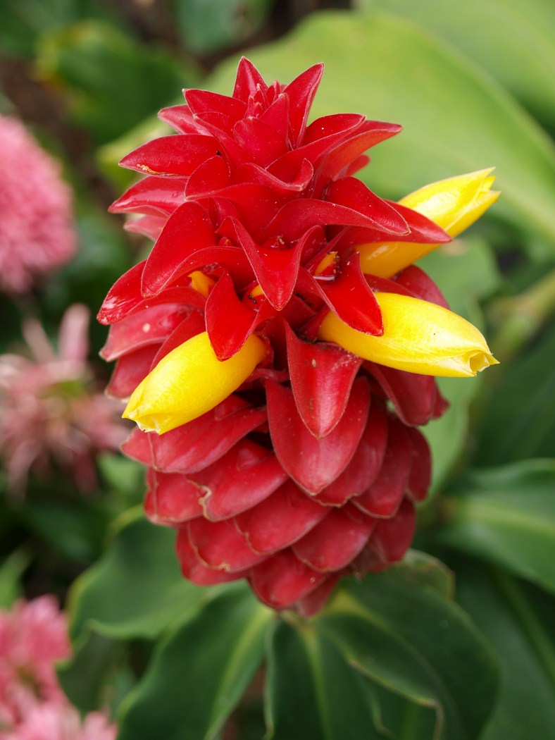 SubTropical Queensland Open Garden: Costus