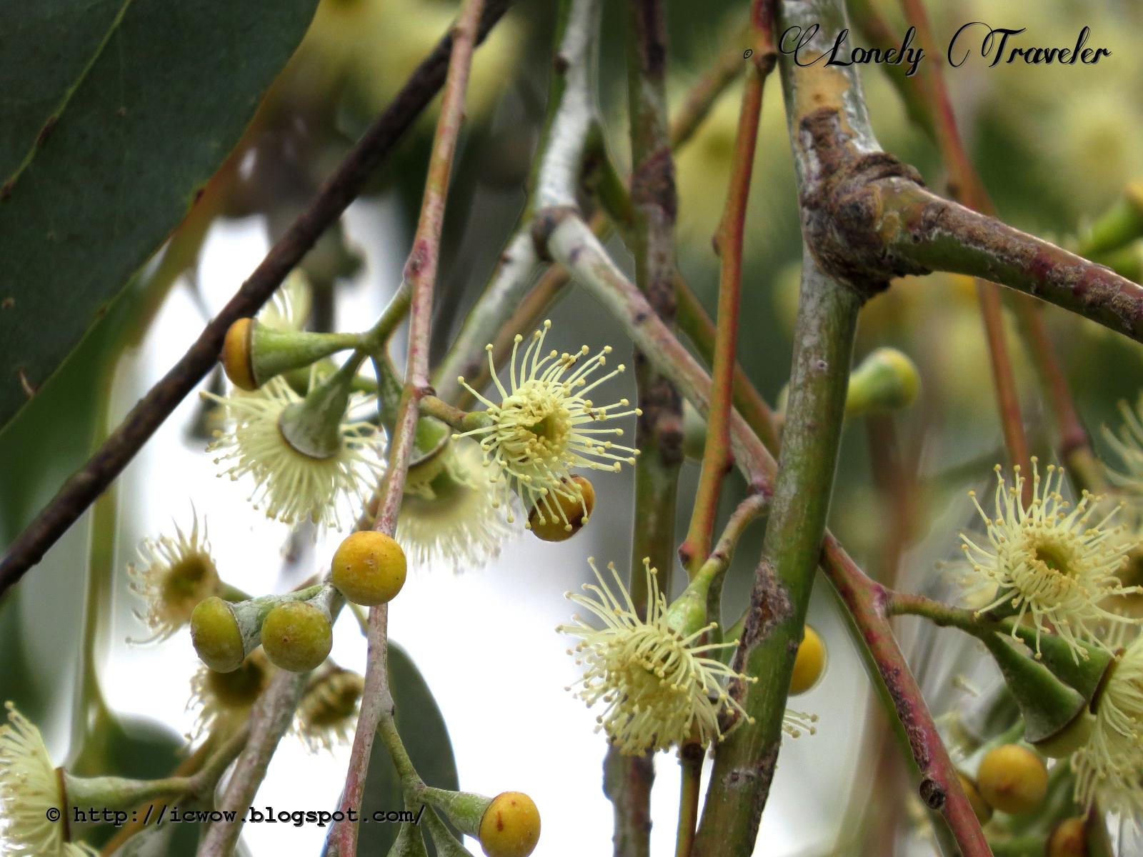 Eucalyptus flower - Corymbia citriodora
