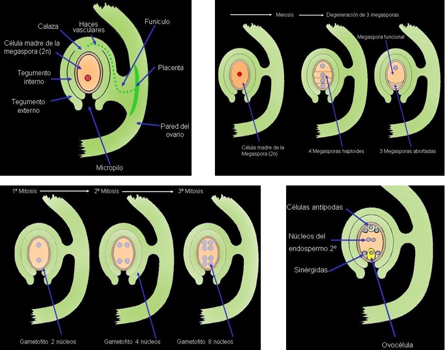 Francisco Chablé Moreno IT Roque: Fecundación maíz