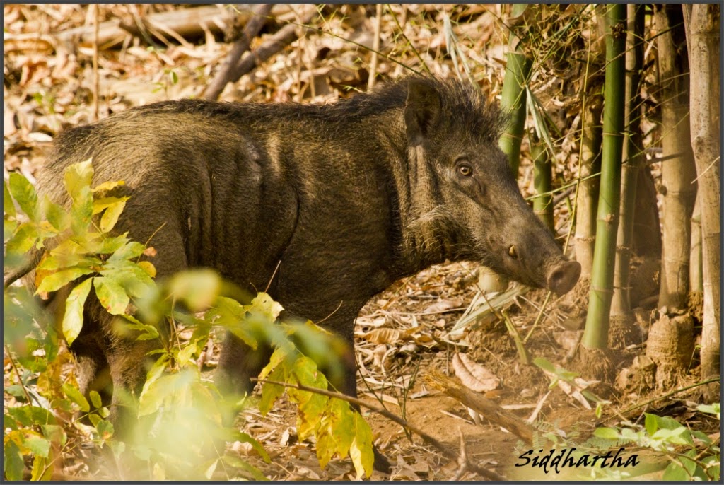 Simply Siddhartha: Call of the Wild- Nagzira- Part 2