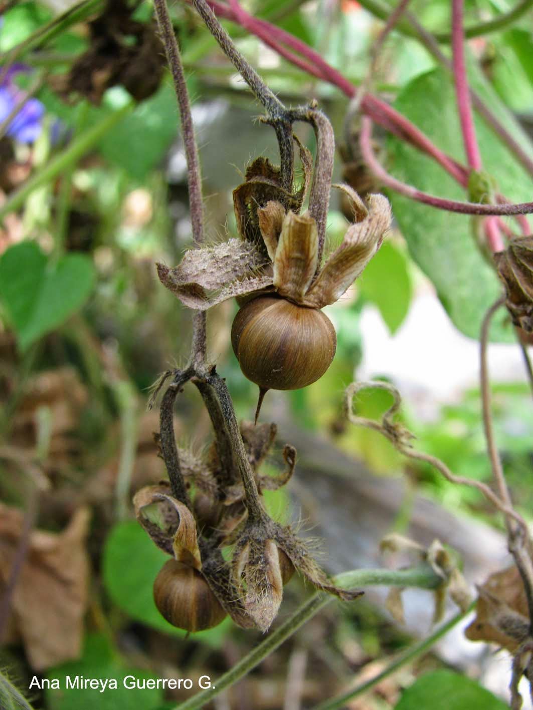 Ecuador: personajes y especies (Galápagos y Continente): Flora de Quito ...