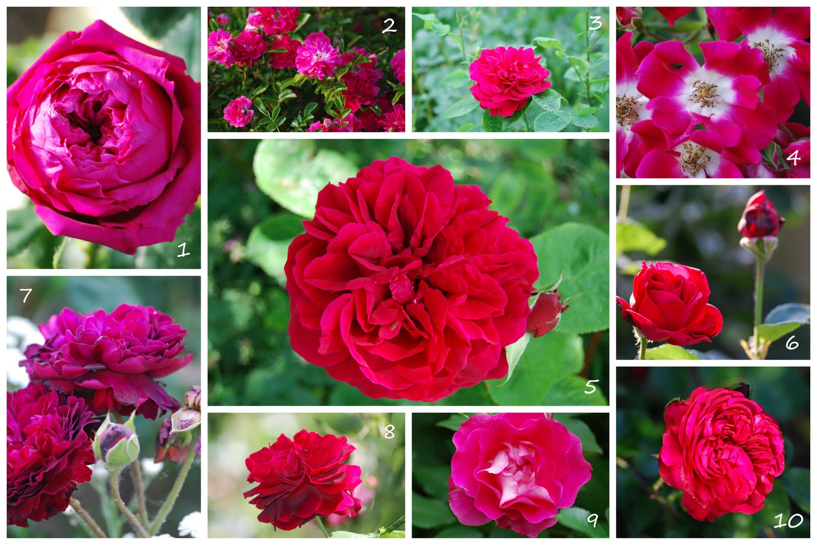 Mon Jardin Mes Merveilles: Mosaïque : roses rouge et magenta