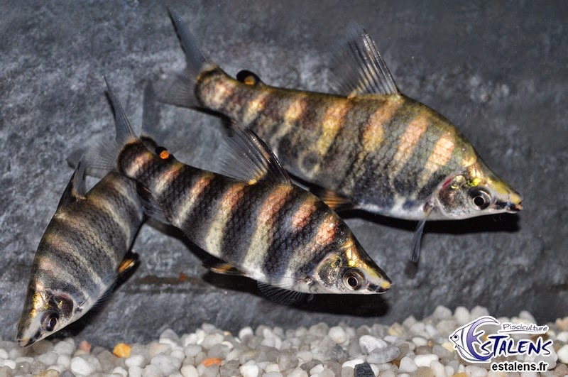 HEADSTANDER FISH photos - wallpapers | the fun bank