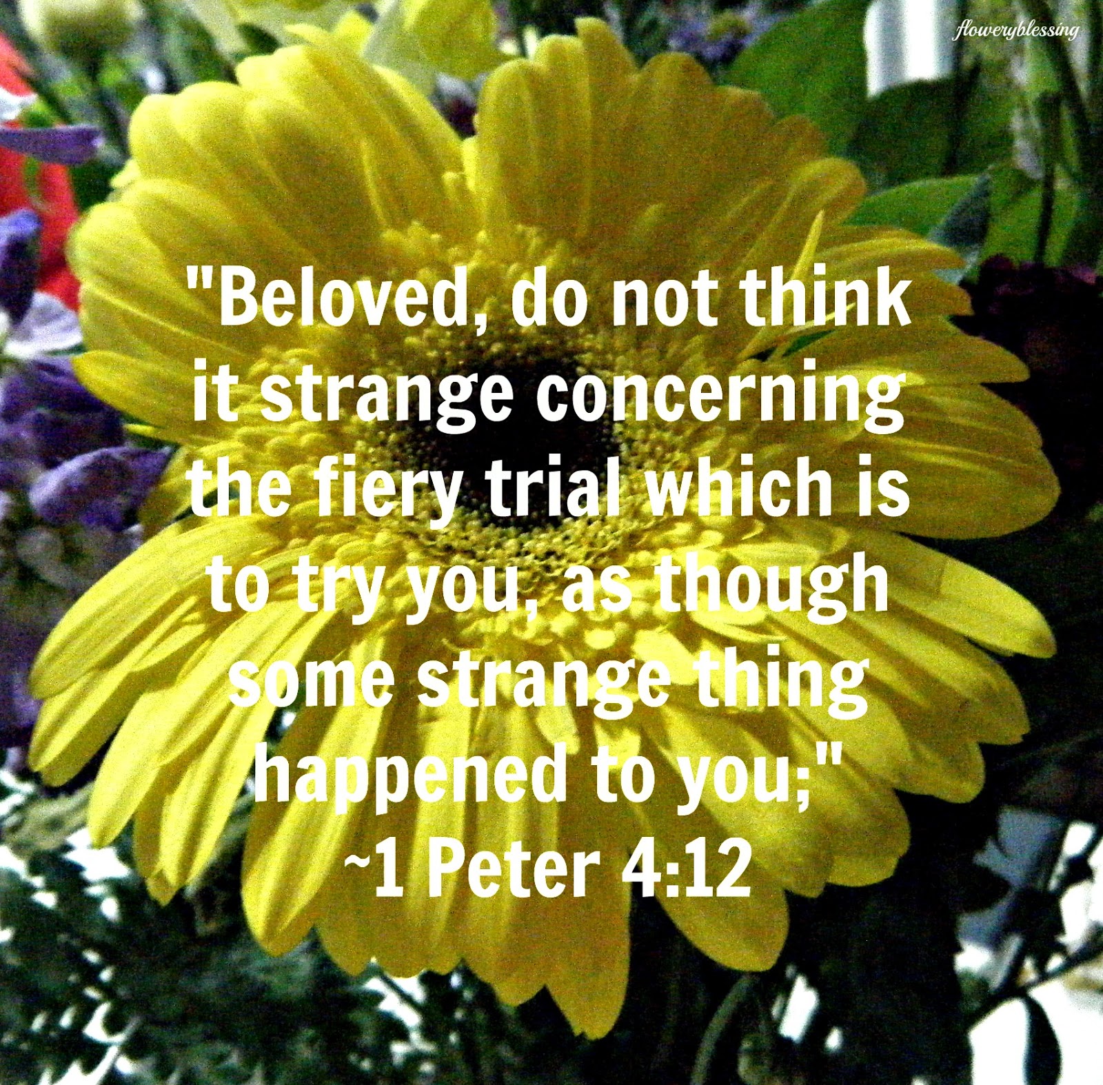 Flowery Blessing: "Beloved, do not think it strange concerning the ...