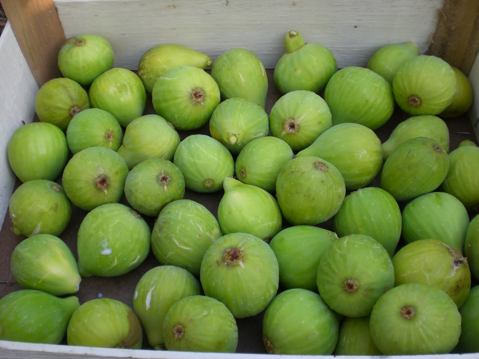 L'orto di Michele: Fichi e fichi d'india