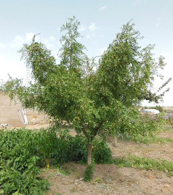 No le digas a mi madre que estoy haciendo fotos: Azufaifa, fruto del ...