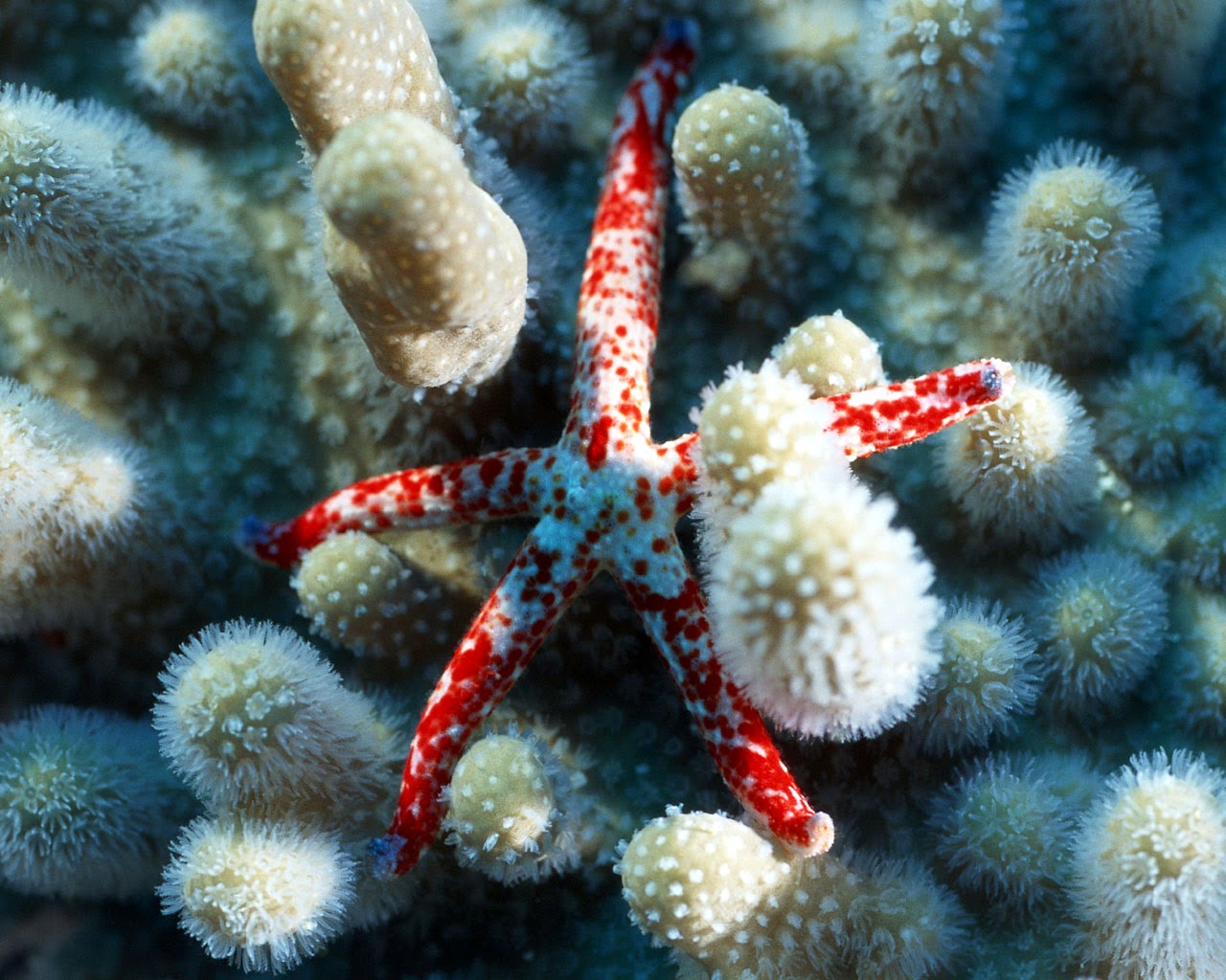 Beautiful water animals wallpapers | Beautiful wallpapers For Desktop