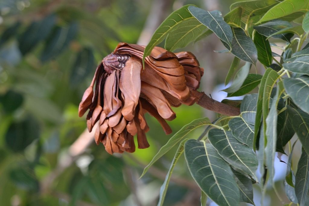 Nubardo Coy: Caoba de Honduras o caoba (Swietenia macrophylla) En el ...